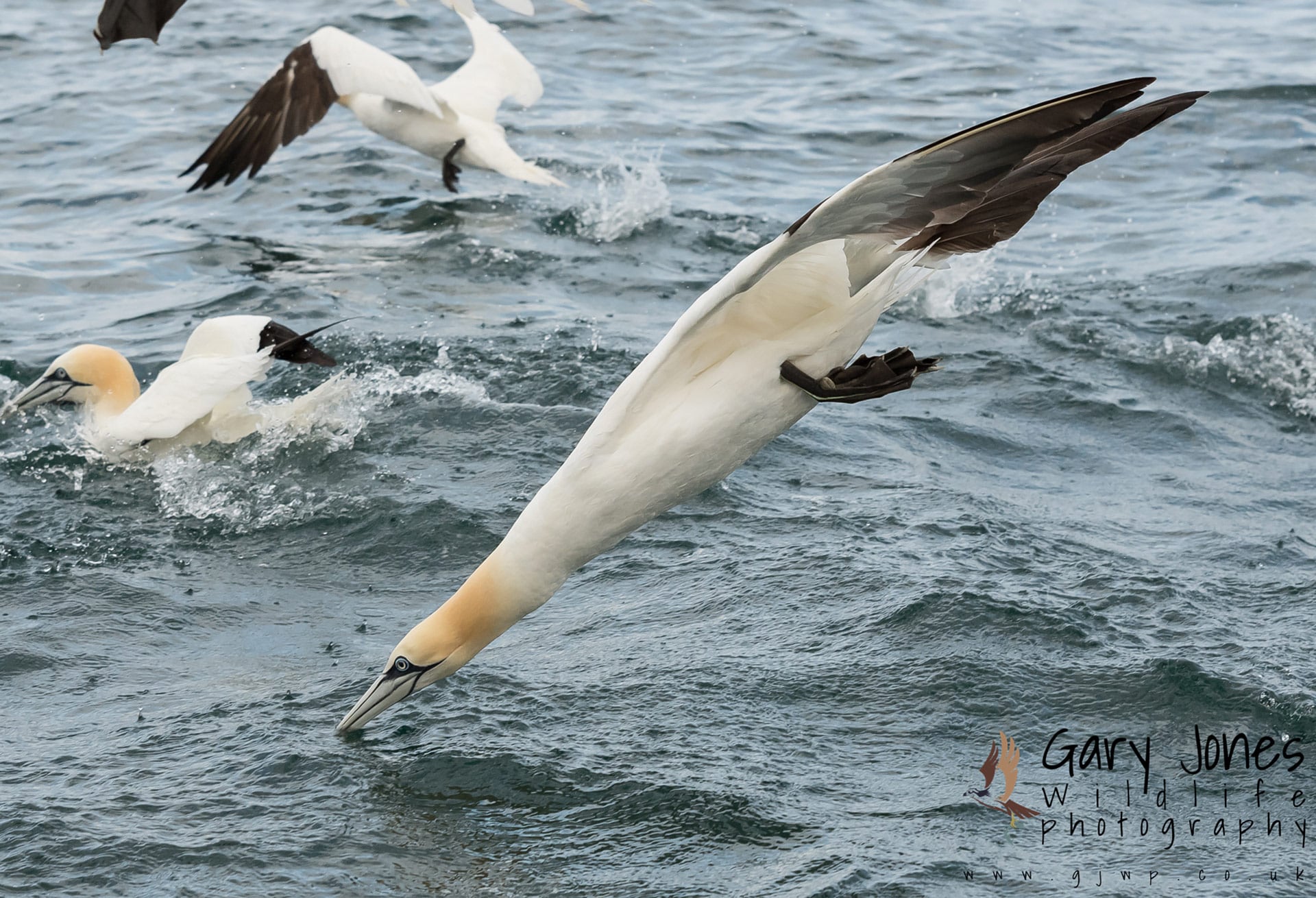 Diving Gannets Workshop - Gary Jones Wildlife Photography