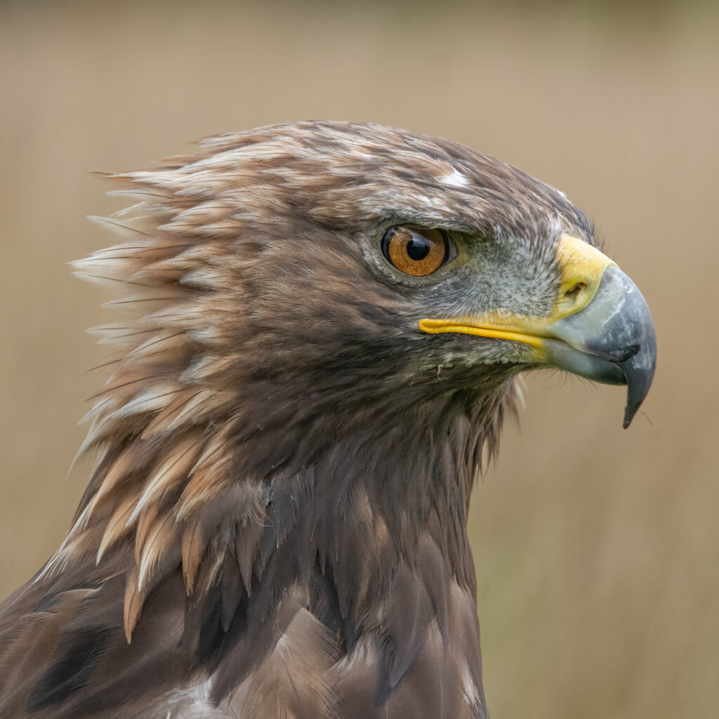 Goshawk and Golden Eagle Specialist Workshop - Gary Jones Wildlife ...